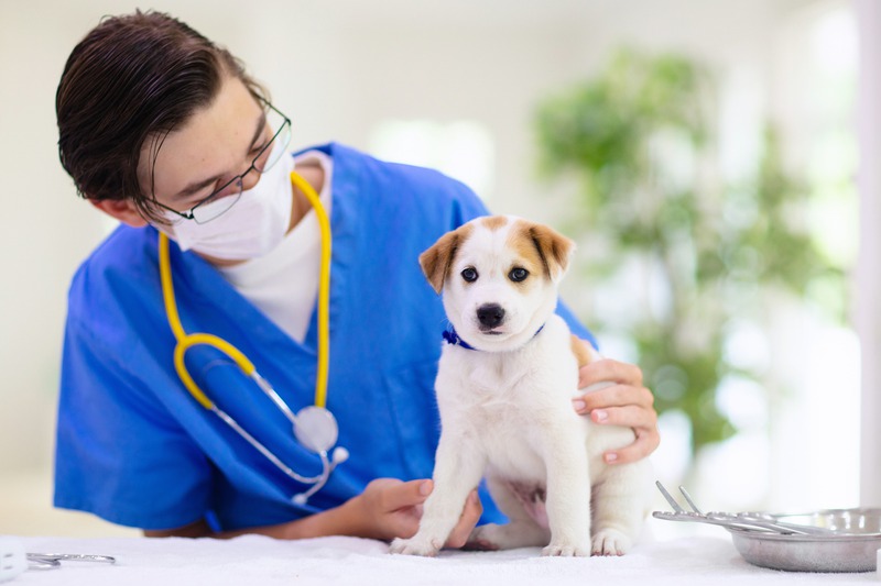 What Are the Key Benefits of Routine Vet Visits and Laser Therapy ...