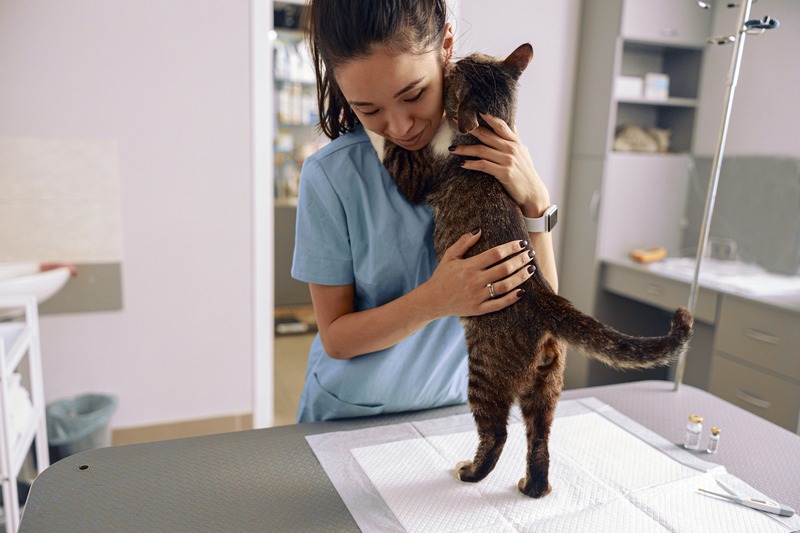 What Is Intradermal Allergy Testing and How Does It Help My Pet ...