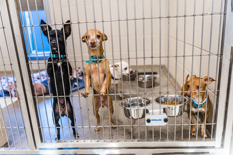 Why Is Medical Pet Boarding Essential for Pets with Special Needs ...