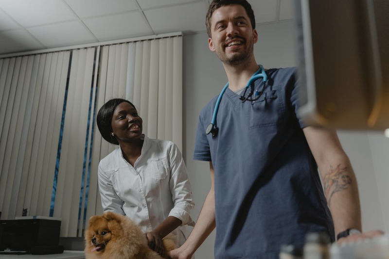 How to Recognize Internal Bleeding in Pets and What to Do Next | Ollin ...
