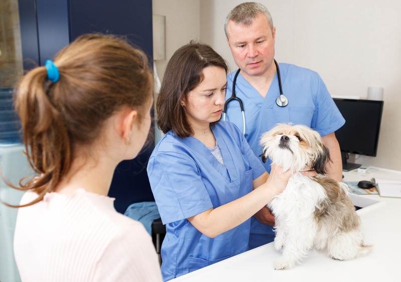 The Benefits of Routine Veterinary Check-Ups and Preventative Care ...