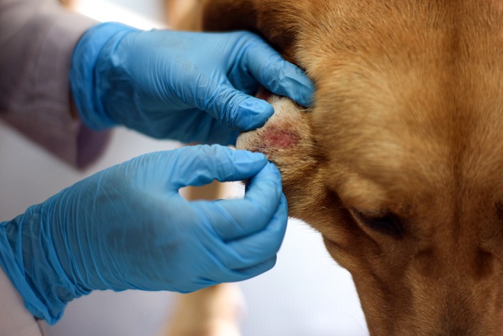Top 8 Most Common Pet Allergies and How to Treat Them | Ollin Davis